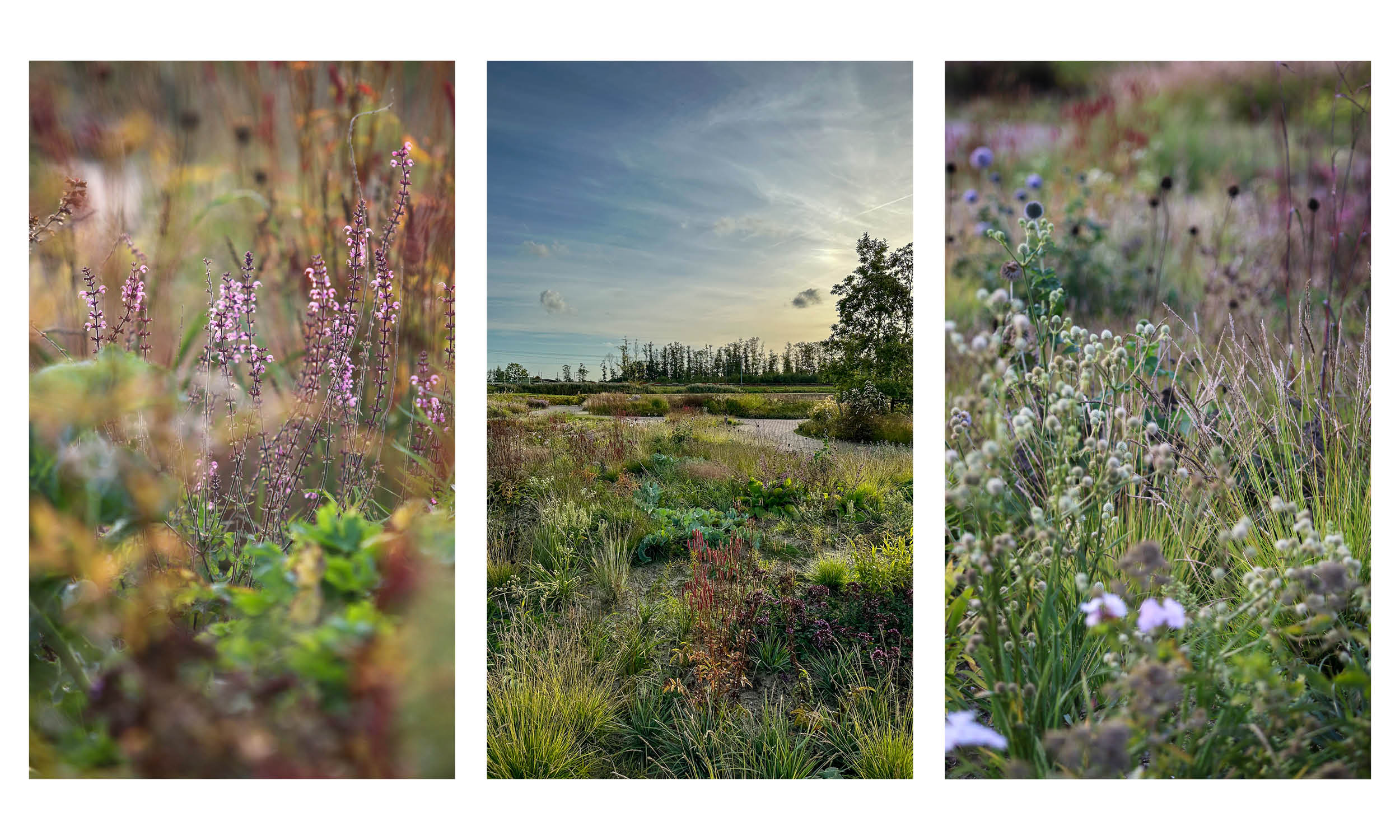 Future Plants Landscape: A Botanical Innovation Hub - Stefano Marinaz ...